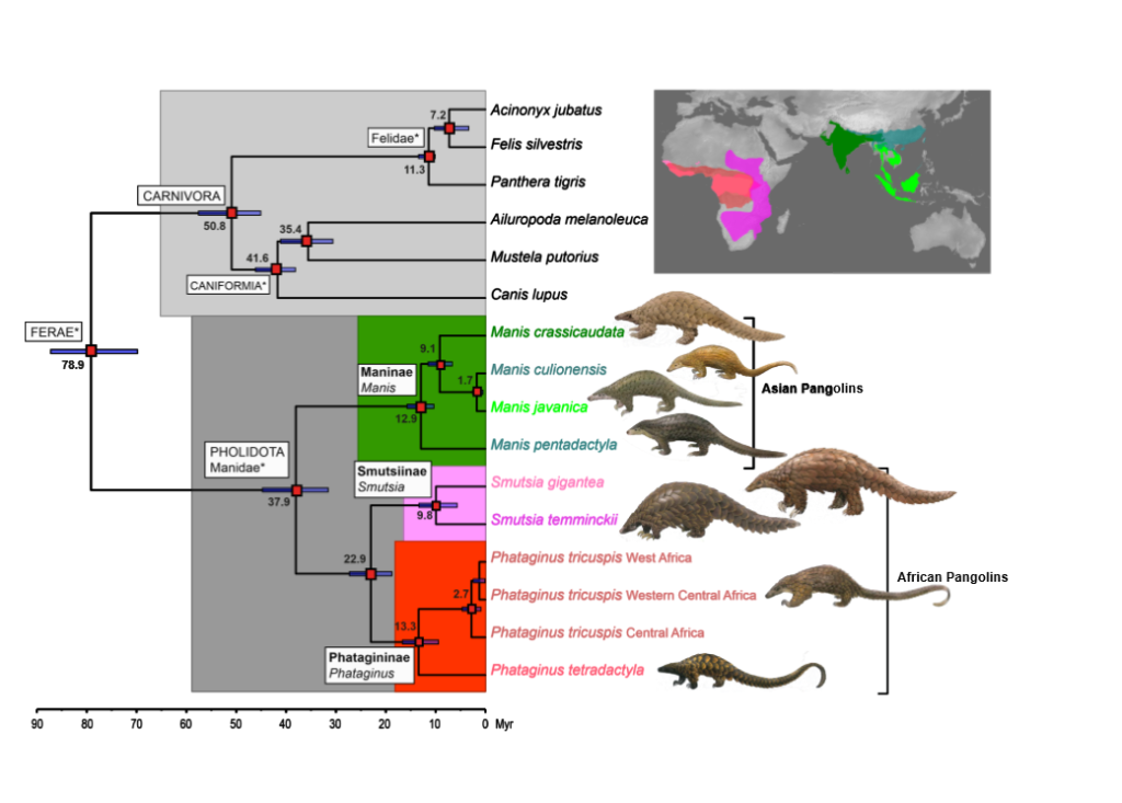 The complete family tree of extant pangolins provides suitable genetic ...