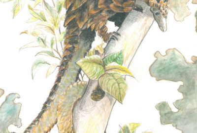 The 8 pangolin species - Pangolin Specialist Group