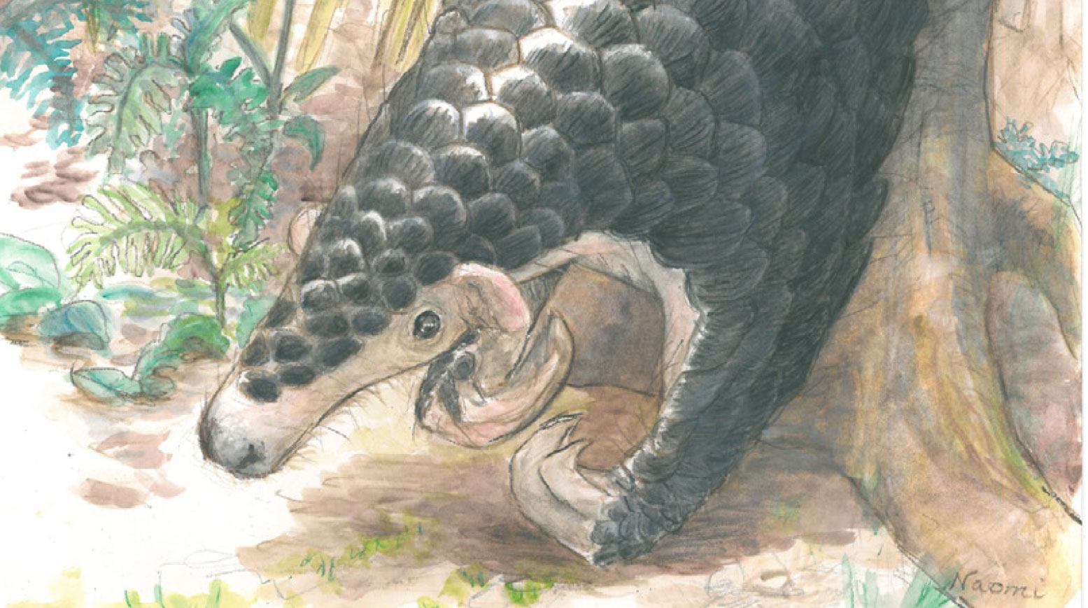 Pangolins - Pangolin Specialist Group