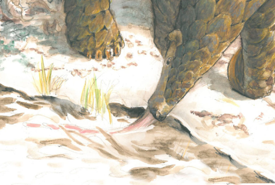 The 8 pangolin species - Pangolin Specialist Group