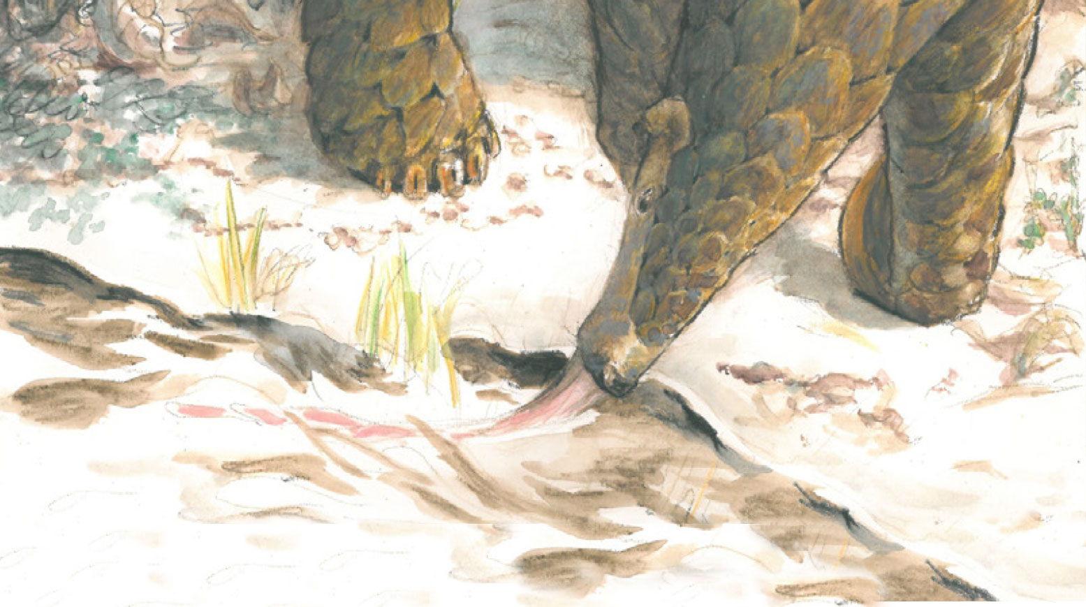 Pangolin géant - Pangolin Specialist Group