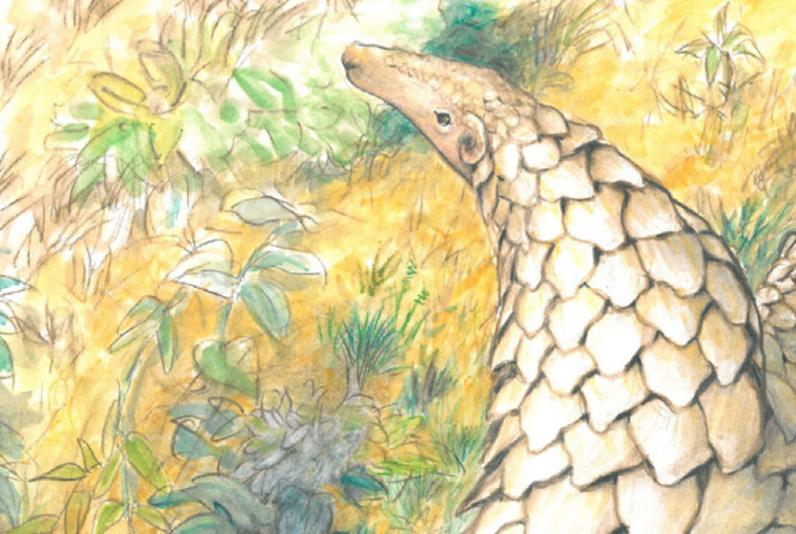 The 8 pangolin species - Pangolin Specialist Group