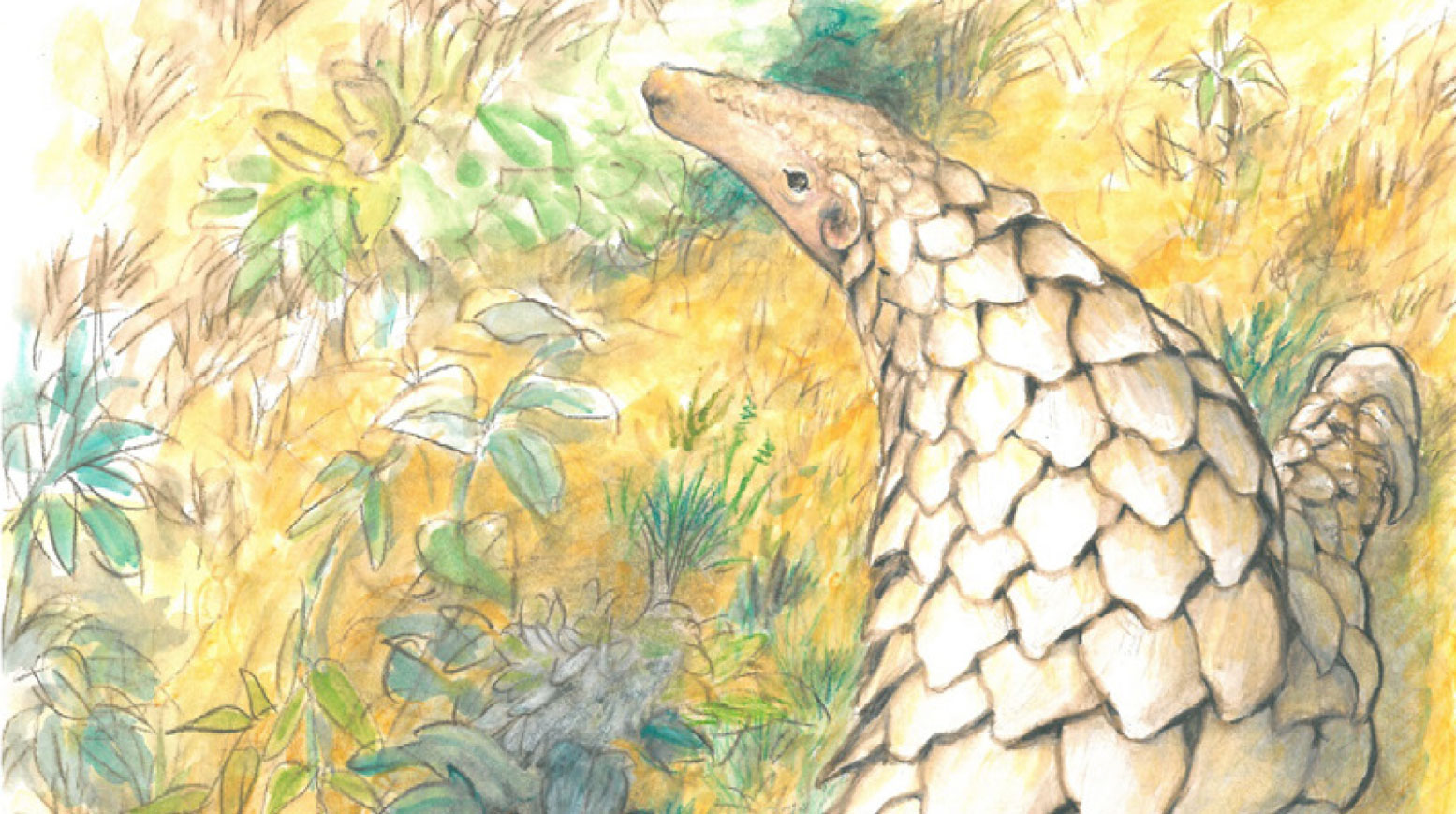 Indian pangolin - Pangolin Specialist Group