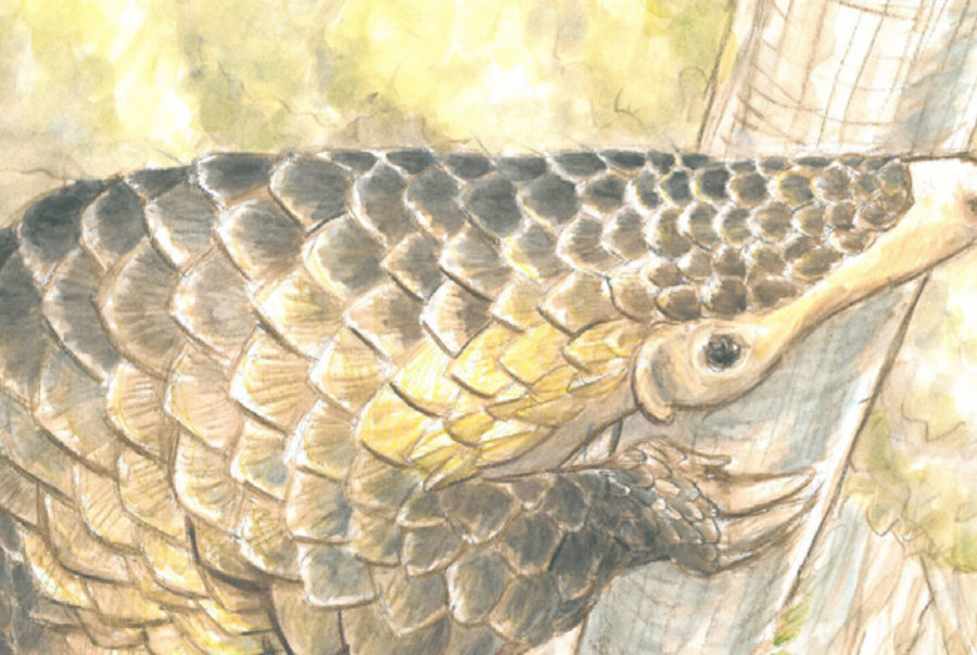 The 8 pangolin species - Pangolin Specialist Group
