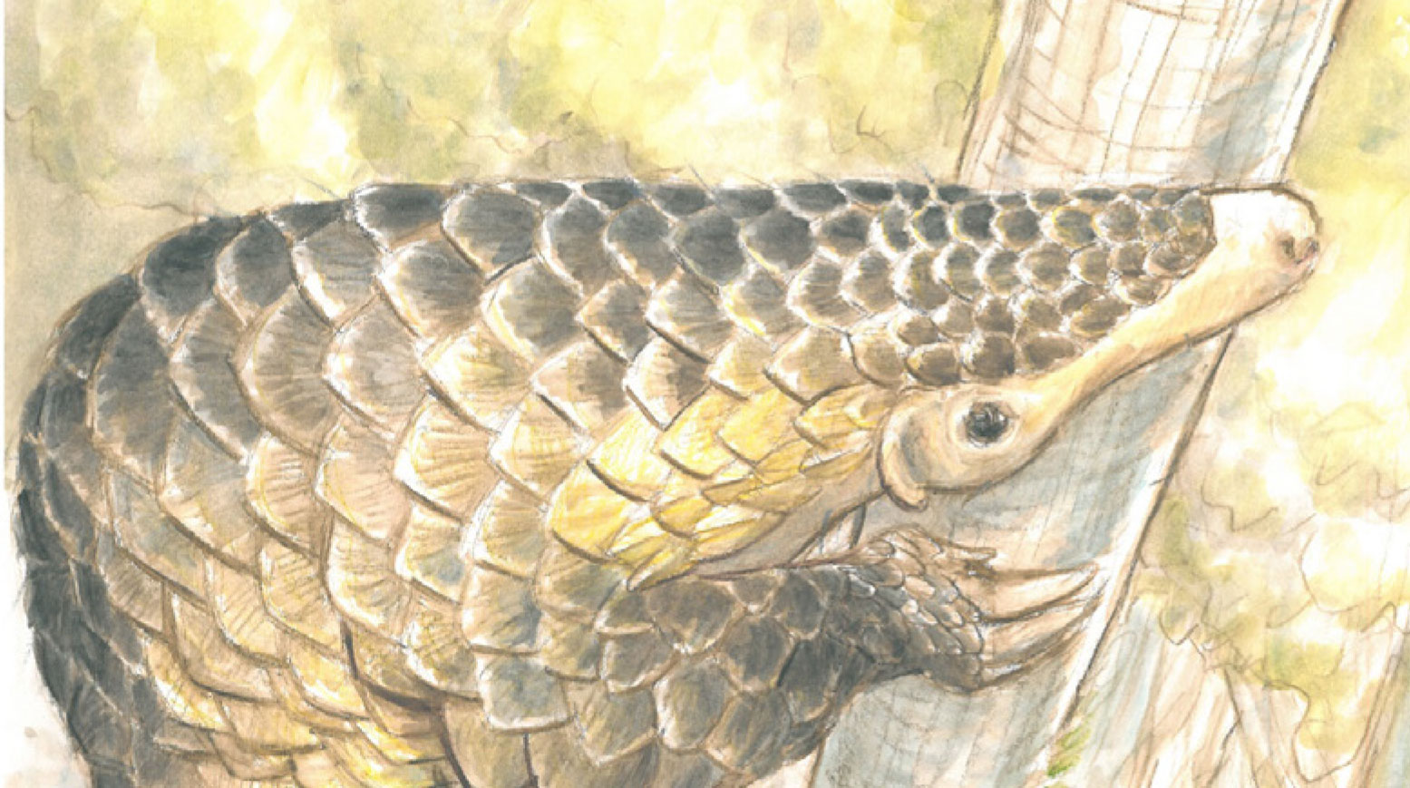 Sunda pangolin - Pangolin Specialist Group