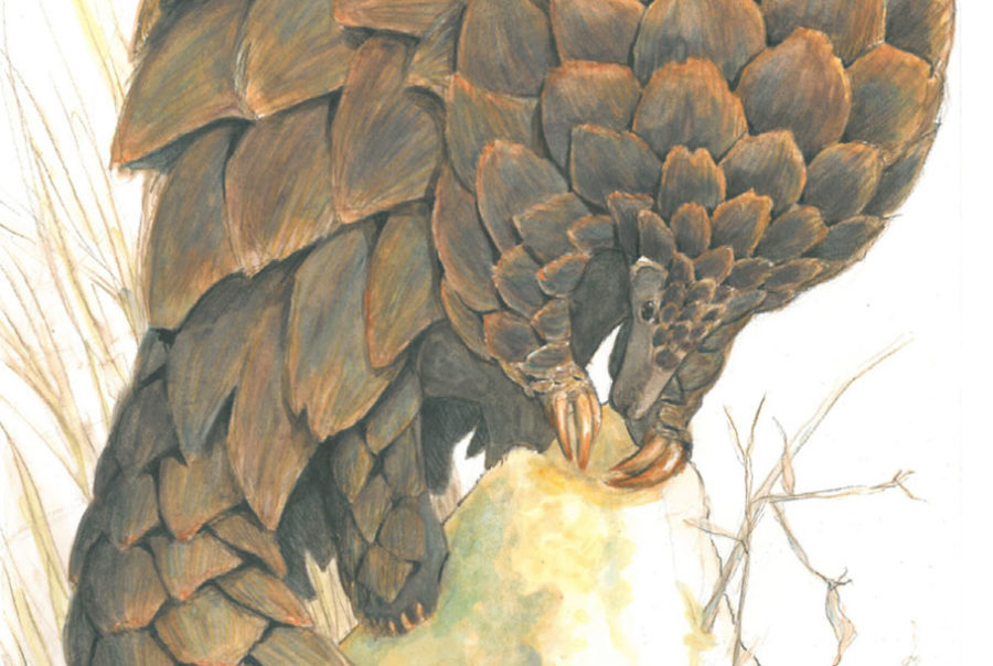 The 8 pangolin species - Pangolin Specialist Group