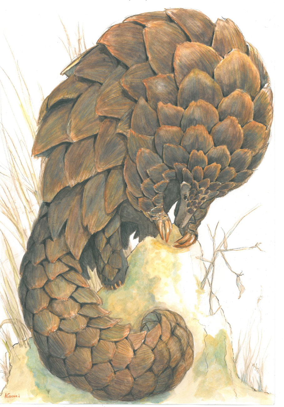 Pangolins - Pangolin Specialist Group