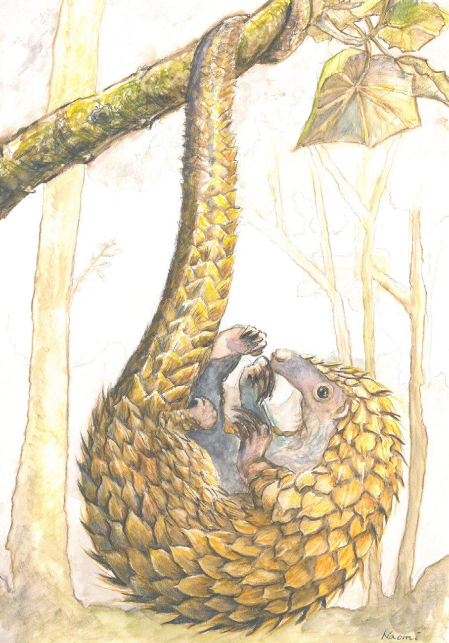Tree Pangolin Drawing